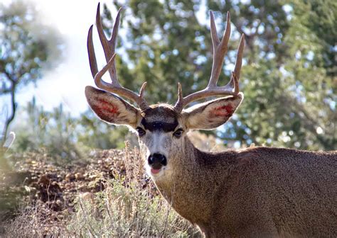 White Tailed Deer Vs Black Tailed Deer What Are The Differences A Z