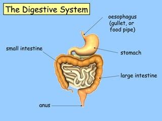 Ks2 Digestive System Mouth Esophagusgullet Stomach Small