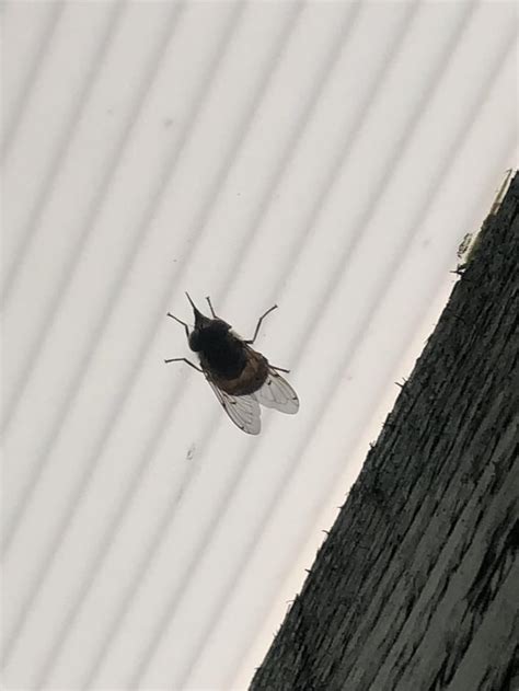 What Is This Fat Bug That Looks Like A Fly Fucked A Mosquito R