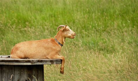 Free Images Nature Grass Meadow Prairie Goat Pasture Fauna