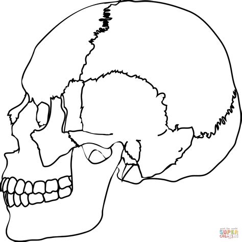 Desenhos Para Imprimir Colorir E Pintar Do Corpo Humano🌎 Descubra A