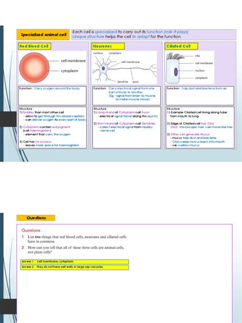 1 3 Specialised Cells Pdf Cell Biology Neuron