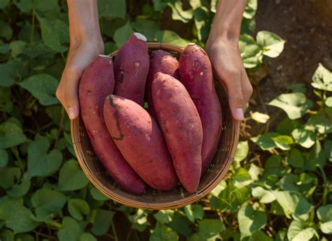 Patate Douce Nos Conseils De Culture
