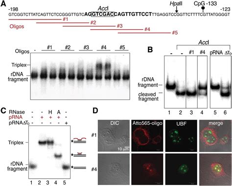Interaction Of Noncoding RNA With The RDNA Promoter Mediates