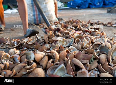 Dried Copra From Selected Coconuts Is Used To Extract Coconut Oil Stock