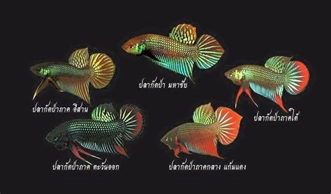 Pin On ปลากัดสวยงาม