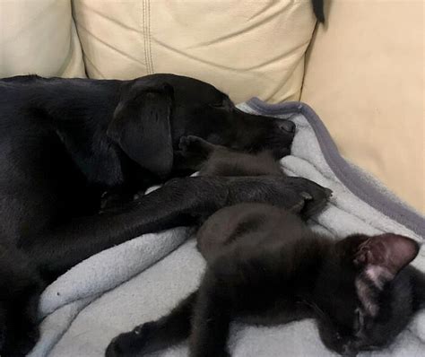 7 Motherless Kittens Found A Surrogate Dad In This Rescue Labrador