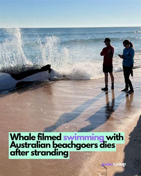 Whale Filmed Swimming With Australian Beachgoers Dies After Stranding