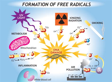 Antioxidants Quentz Organics