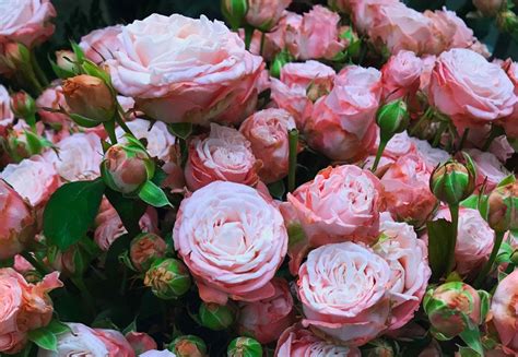 How To Grow Climbing Roses In Raised Garden Bed Easily Vegega