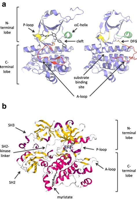 Regulation Of The Abl1 Tyrosine Kinase A All Protein Kinase Domains Download Scientific