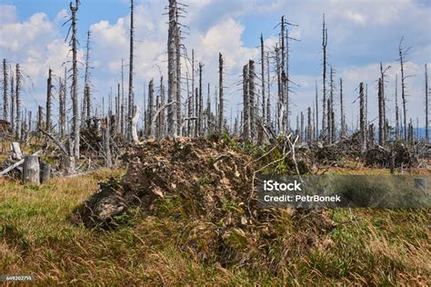 Forest Dieback By Bark Beetle Infestations In The High Forest Near