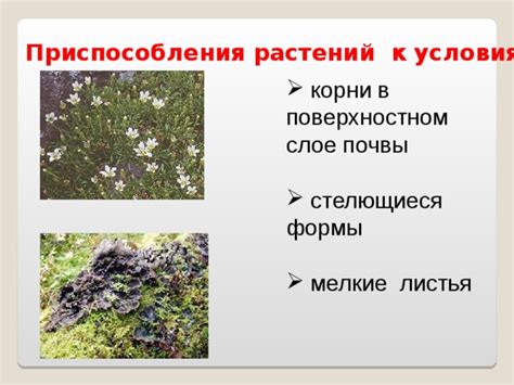 Презентация " Описание тундры"