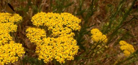Civan Perçemi Kurusu Antep Yöresel Ürünler