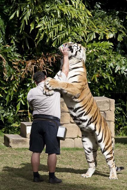 Comparação de tamanho entre animais e Seres humanos Página
