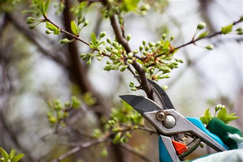 How I Use Pruned Branches In My Garden