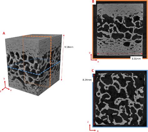 Micro CT Images Of Specimen 04 06 A A 3 D Visualization Of The
