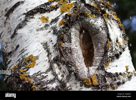 A Tree Trunk With An Overgrown Broken Branch Stock Photo Alamy
