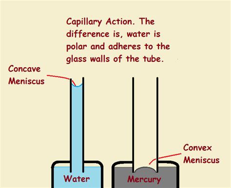 Capillary Action From The Forces Of Adhesion And Cohesion