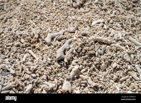 Dead Coral Bleached Coral Washed Up Coral Beach From The Great