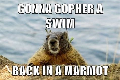 Gonna Gopher A Swim Back In A Marmot Marmot Belly Laughs Swimming