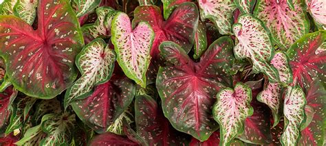 Caladium Container Ideas 6 Stunning Combinations For Your Home And Gard