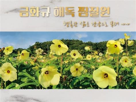 금화규일라이트 해독찜질원 주골드미인 Band