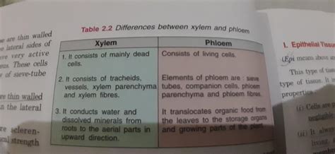 Difference Between Xylem And Phloem Xylem And Phloem Structure Of