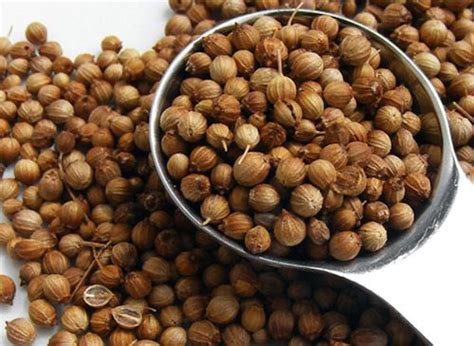 Las Semillas De Coriandro O Cilantro Pueden Mejorar El Colesterol Hdl