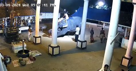 یک مرد جوان زیر پاهای فیل خشمگین له شد