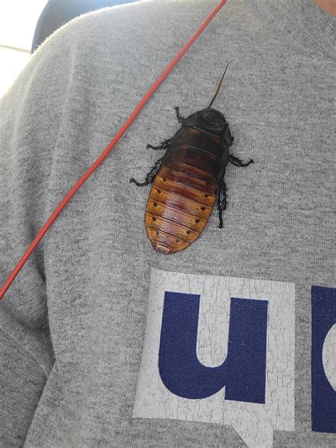 My Work Buddy Roachito R Hissingcockroach