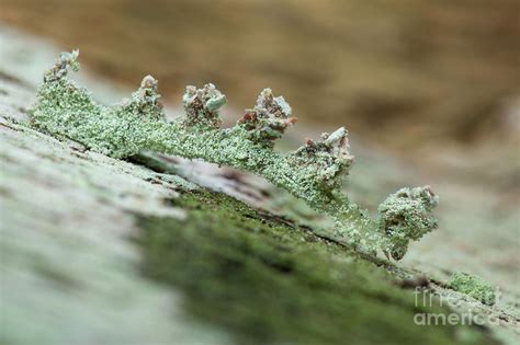Cryptic Coloration In A Caterpillar Photograph By Melvyn Yeo Science