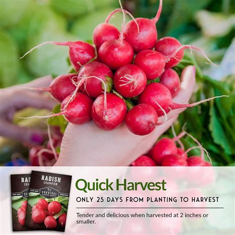 Survival Garden Seeds Semilla de rábano Champion para plantar