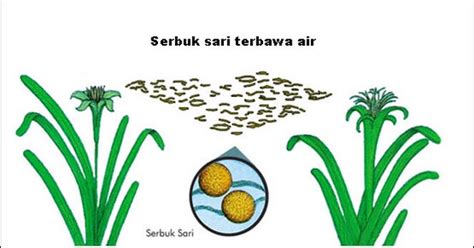 Macam Macam Penyerbukan Lengkap Dengan Gambarnya