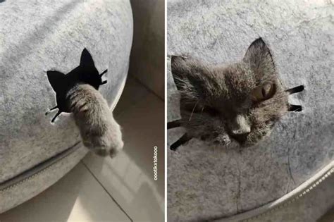 Te Gustan Los Gatos Y Te Gusta Re R Estos Videos Fueron Hechos Para Ti Pet E Pop