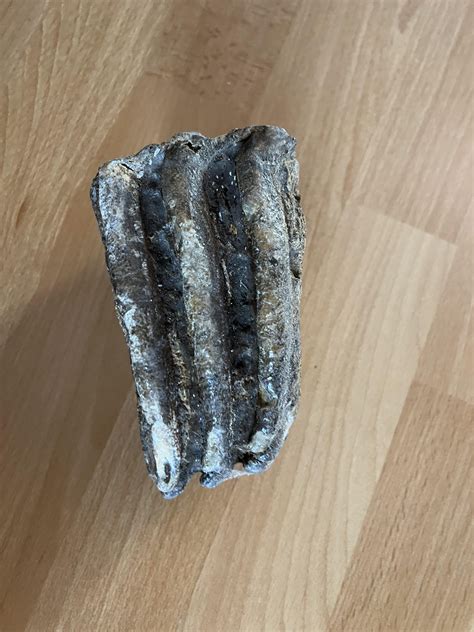 Can Someone Please Help Me Identify This Fossil Im Thinking Its Some Kind Of Tooth But I Dont