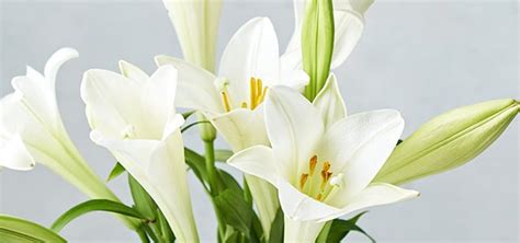 농부의 꽃 흰색 백합 3대 마켓컬리