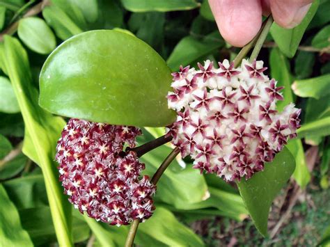 Fotos de Hoyas para deleitarse - Página 2 - Foro de InfoJardín ...
