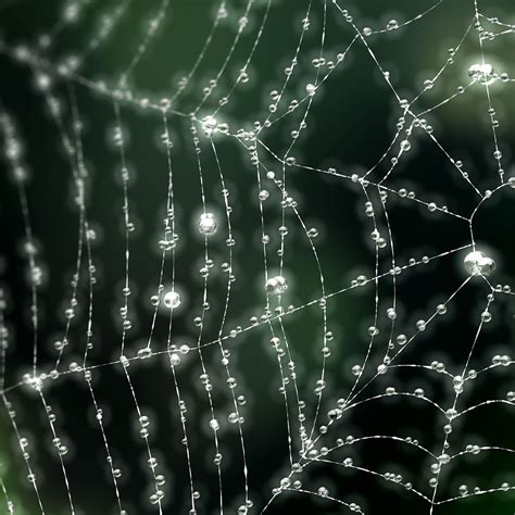 Cobweb 3d Model 59 Obj Fbx Dxf Dae 3ds C4d Free3d