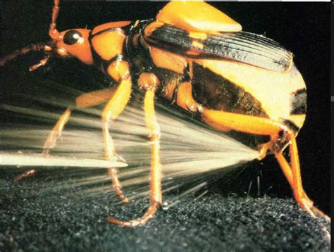 The Bombardier Beetle Blasts Evolution Nazarene Notes