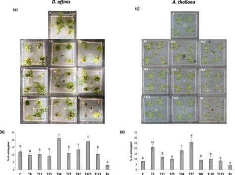 Trichoderma D Affinis A B And Trichoderma A Thaliana C D Download Scientific Diagram