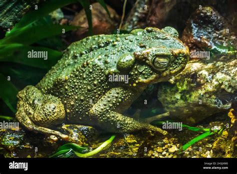 Close Up View Of A Green Colored Toad Resting With The Eye Closed