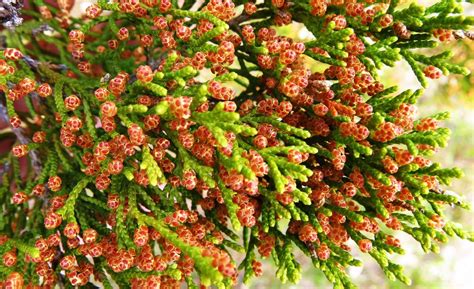 Types Of Cedar Trees In Texas
