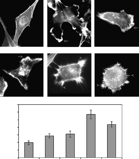 Reorganization Of The Actin Cytoskeleton In Response To Resveratrol
