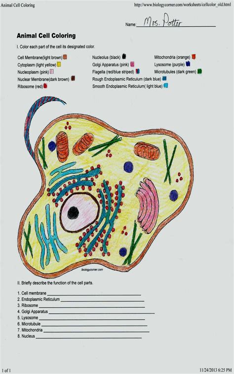 Plant Cell And Animal Cell Labeling Worksheet