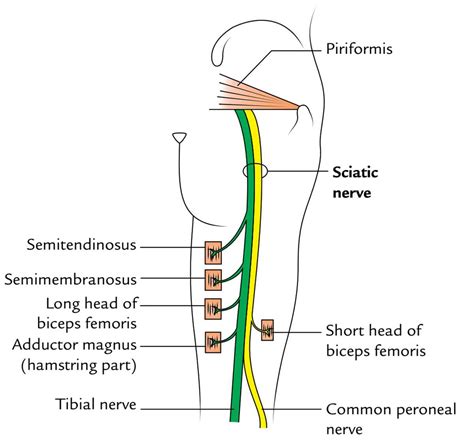 Understanding The Path Of The Sciatic Nerve Through A Diagram