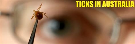 Ticks In Australia Garrards