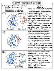 How Enzymes Work Explained With Diagrams And Key Ideas Course Hero