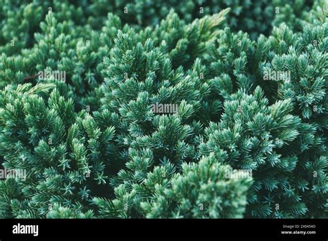 Juniperus Squamata In The Park Close Up The Flaky Juniper Himalayan