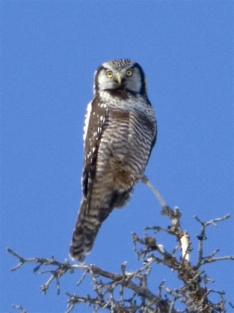 Northern Hawk Owl